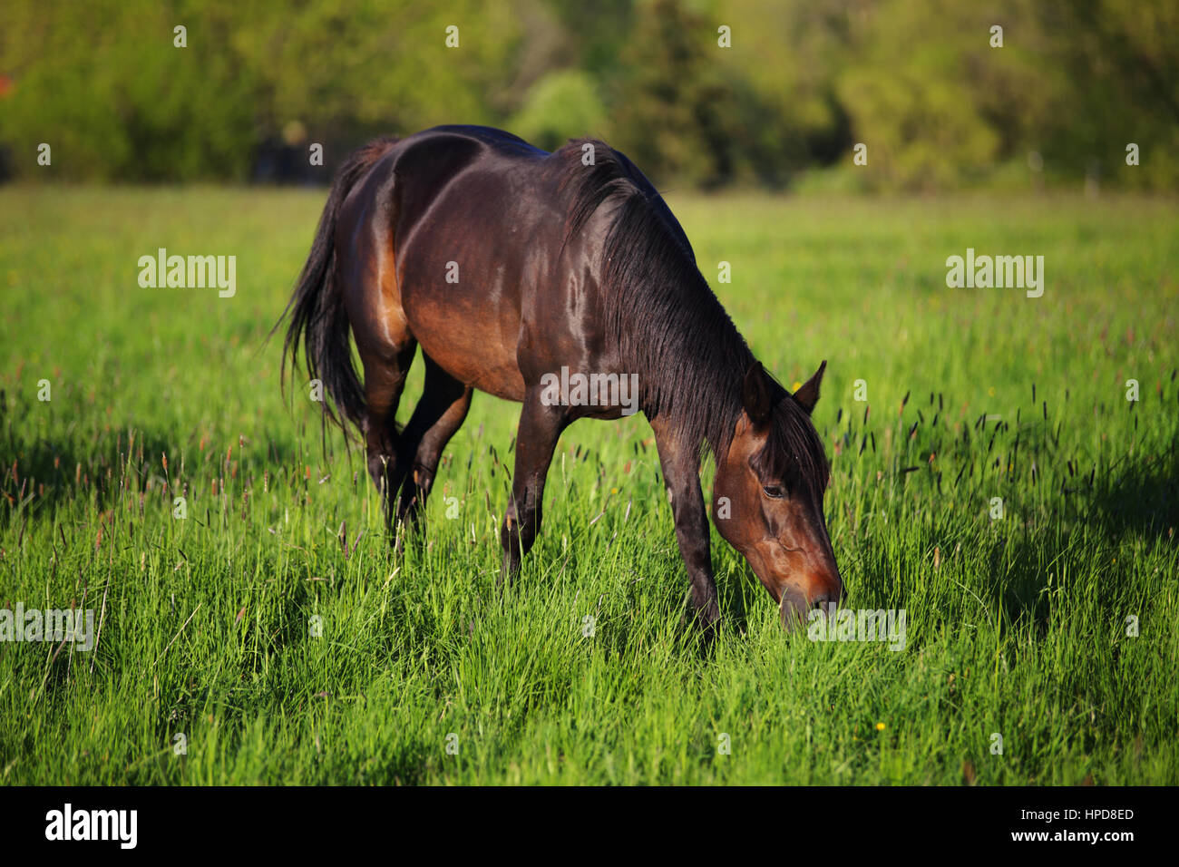 Hors on the green hills in the Alps eat grass Stock Photo - Alamy