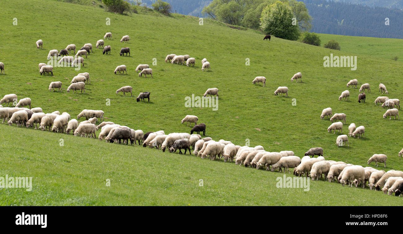 Big sheep hi-res stock photography and images - Alamy
