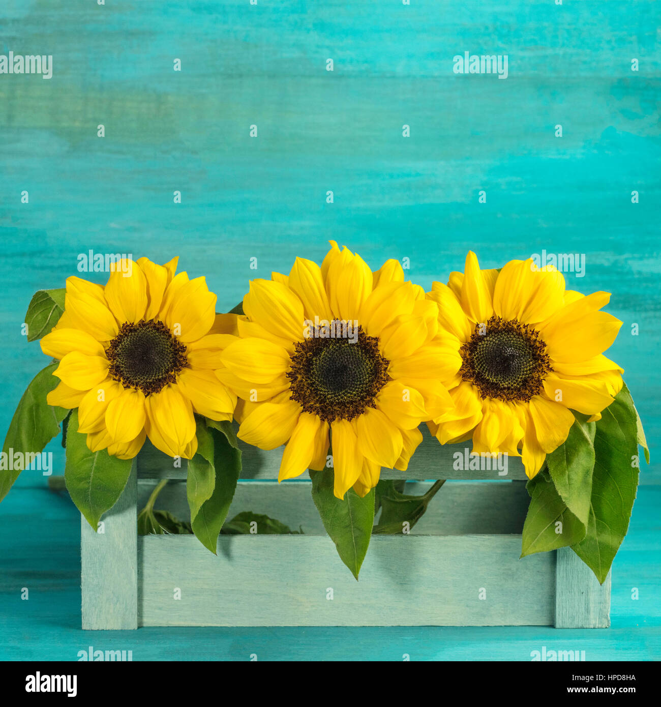 A square photo of a bouquet of yellow sunflowers on a teal background ...