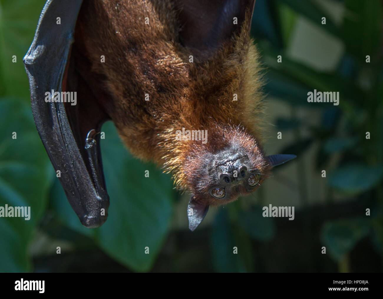 Flying fox bat feeding hi-res stock photography and images - Alamy