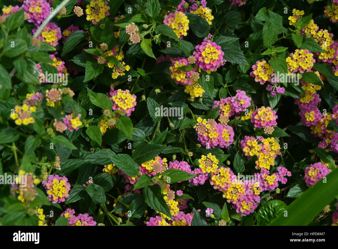 Colorful flower on Sao Miguel island, Azores archipelago, Portugal ...