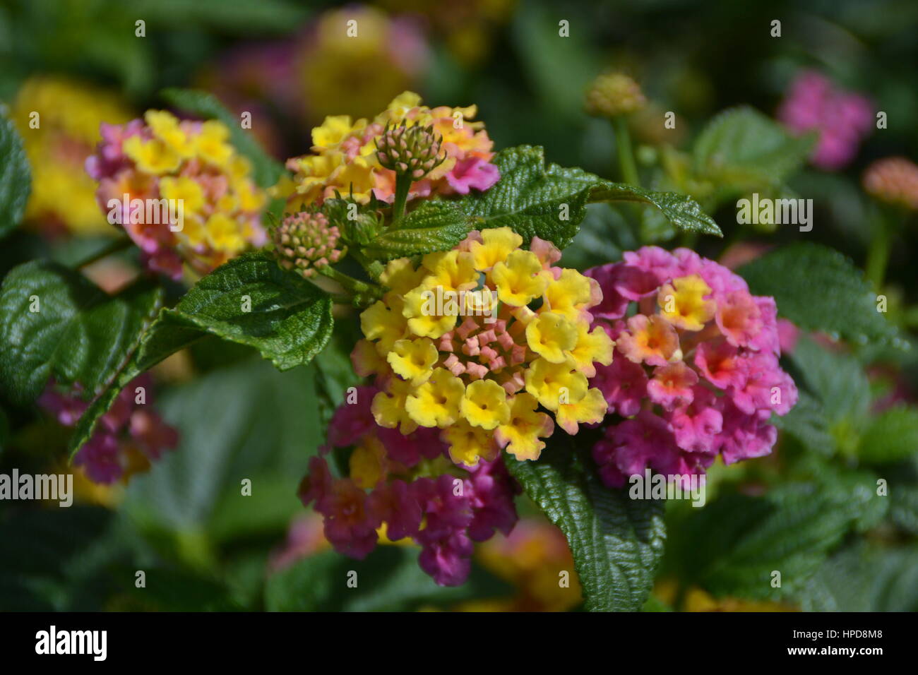 Colorful flower on Sao Miguel island, Azores archipelago, Portugal ...