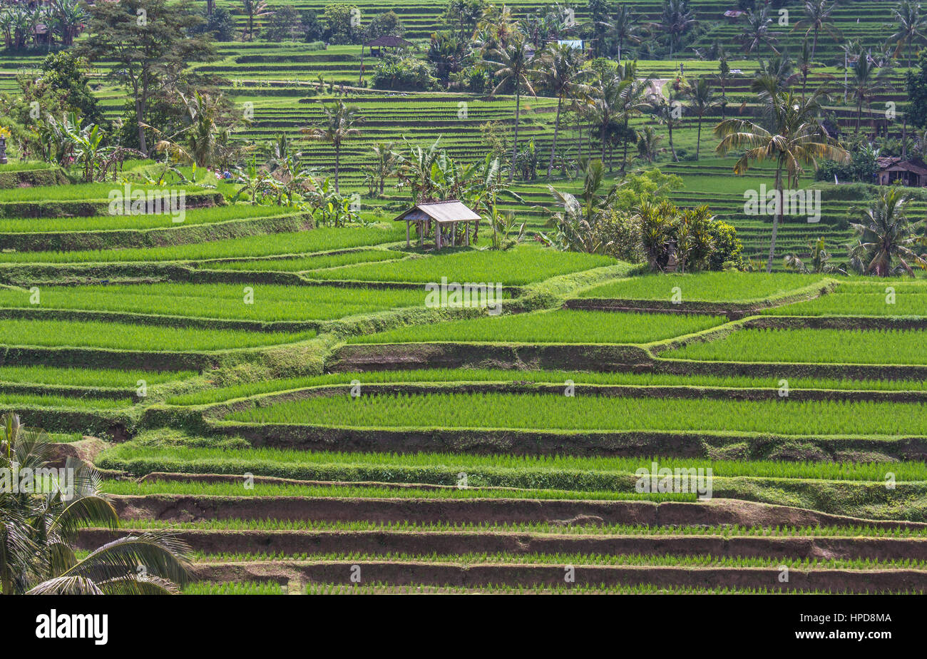Balinese terraced rice field. Bali, Indonesia Stock Photo - Alamy
