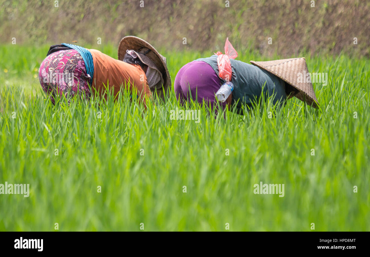 Balinese terraced rice field. Bali, Indonesia Stock Photo - Alamy