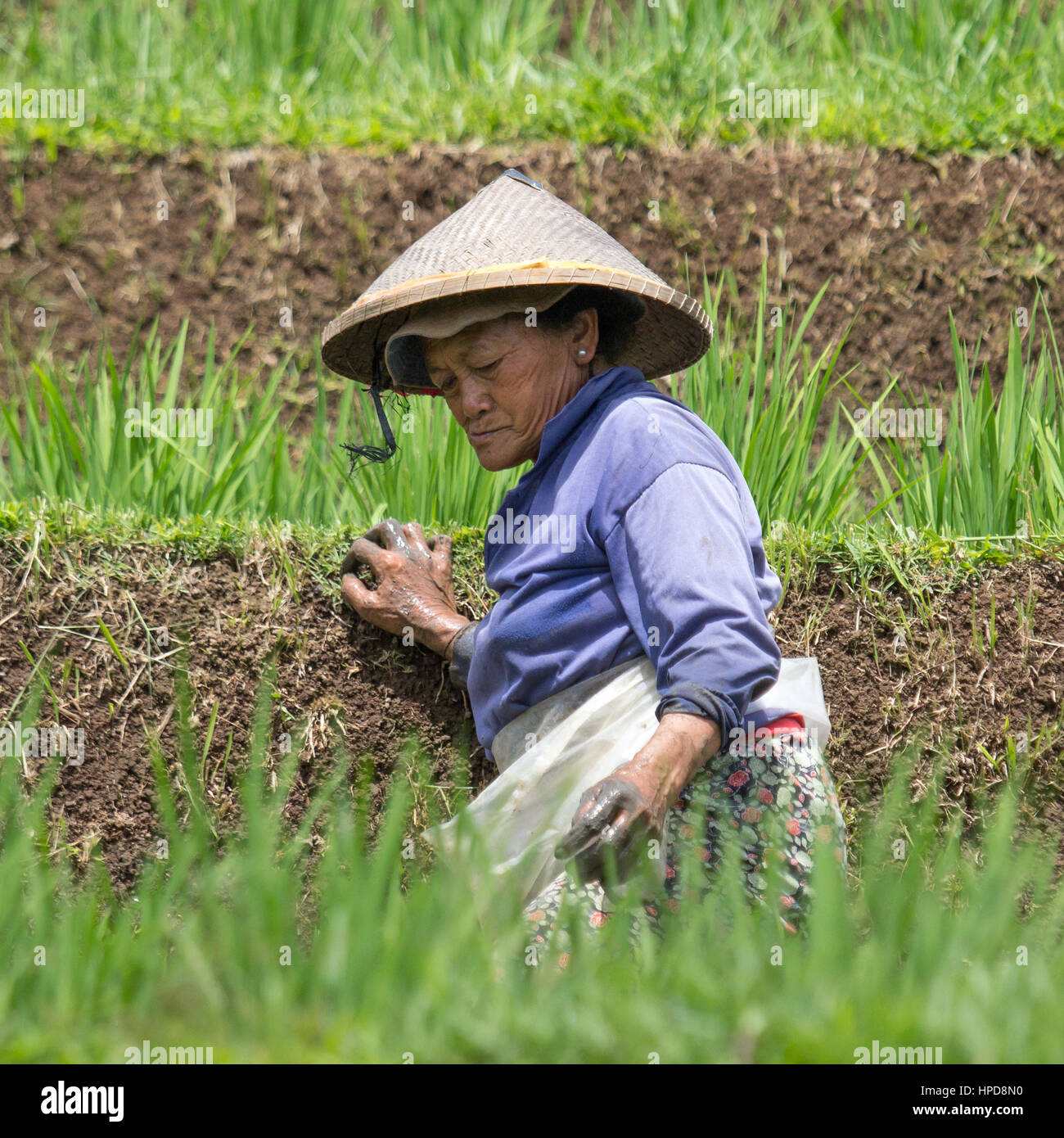Balinese terraced rice field. Bali, Indonesia Stock Photo - Alamy