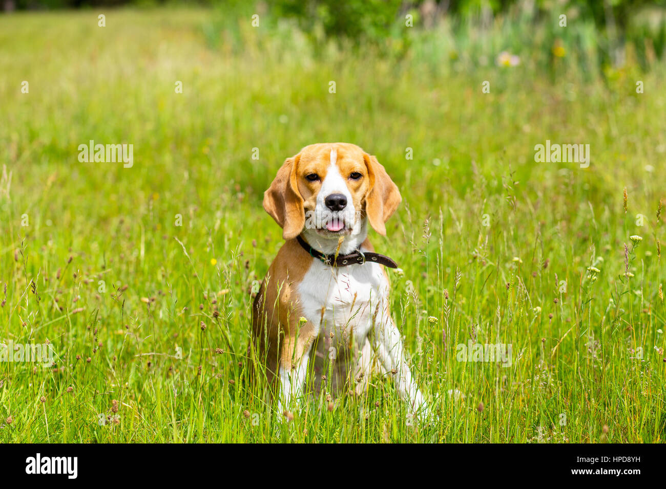 Beagle in grass hi-res stock photography and images - Alamy