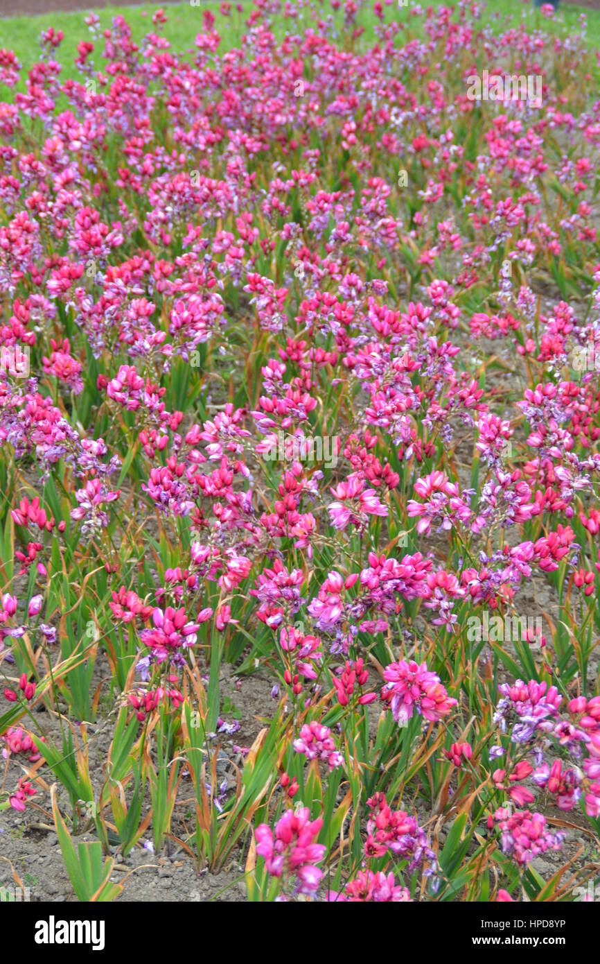 Colorful flower on Sao Miguel island, Azores archipelago, Portugal ...