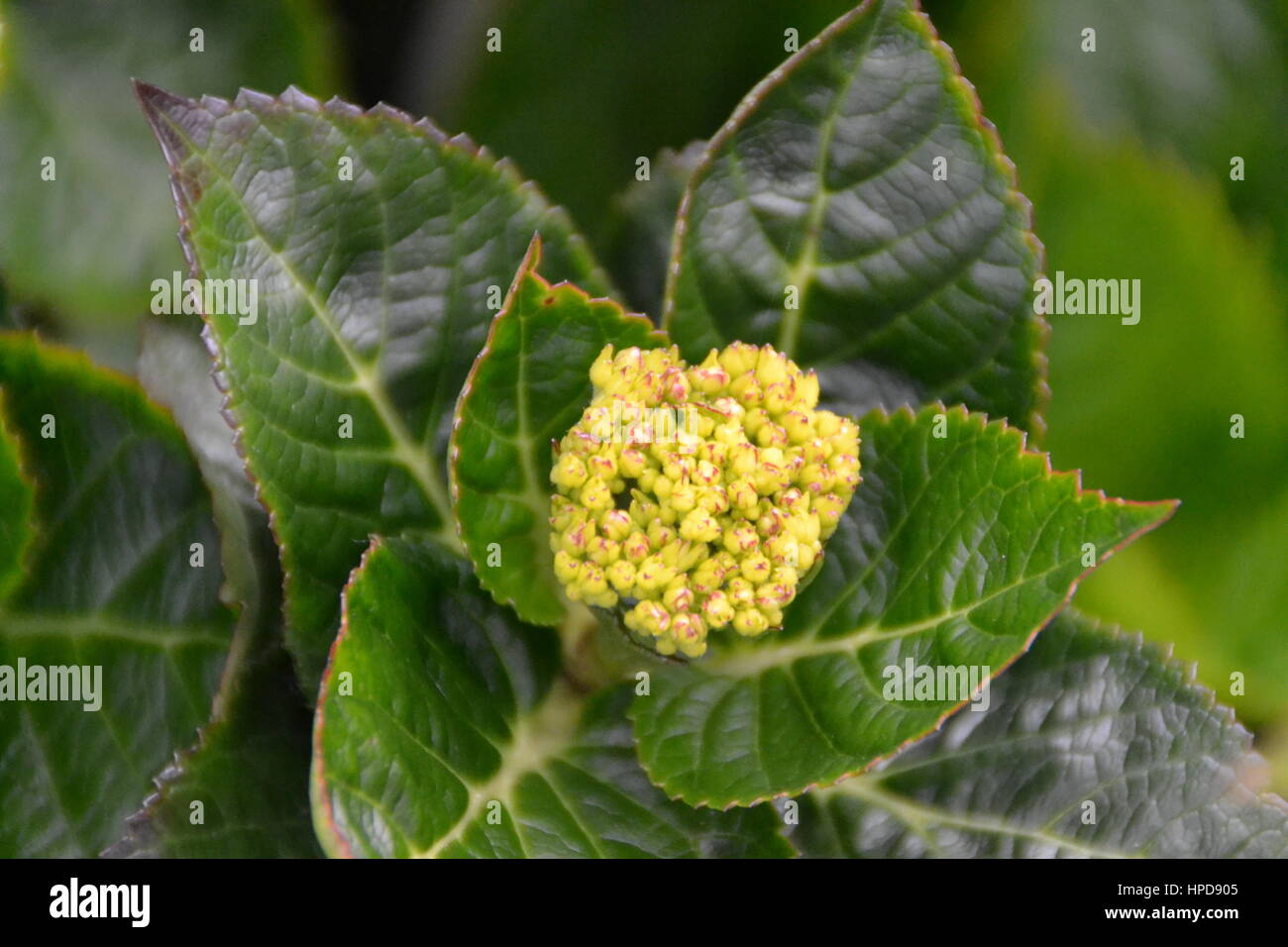 Colorful flower on Sao Miguel island, Azores archipelago, Portugal ...