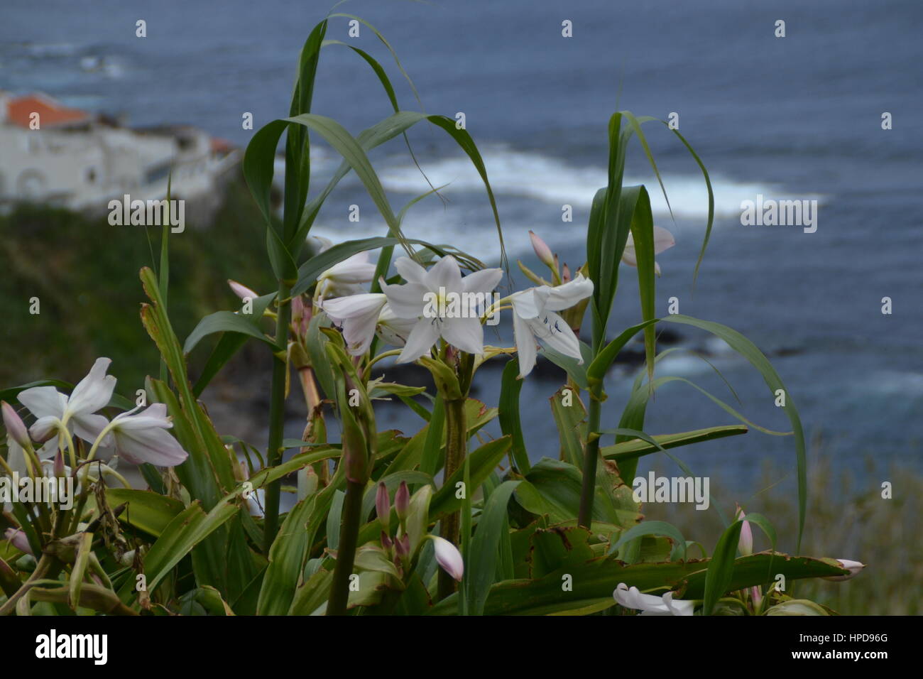 Nice flower on rockface at Atlantic ocean on Sao Miguel island, Azores ...