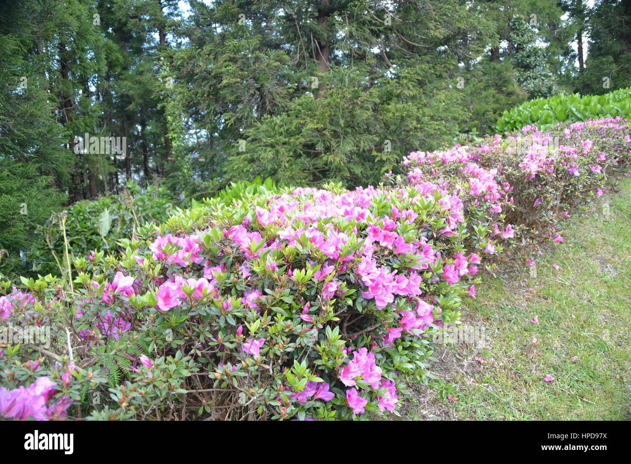 Colorful flower on Sao Miguel island, Azores archipelago, Portugal ...
