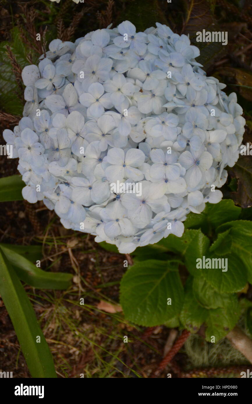 Colorful flower on Sao Miguel island, Azores archipelago, Portugal ...