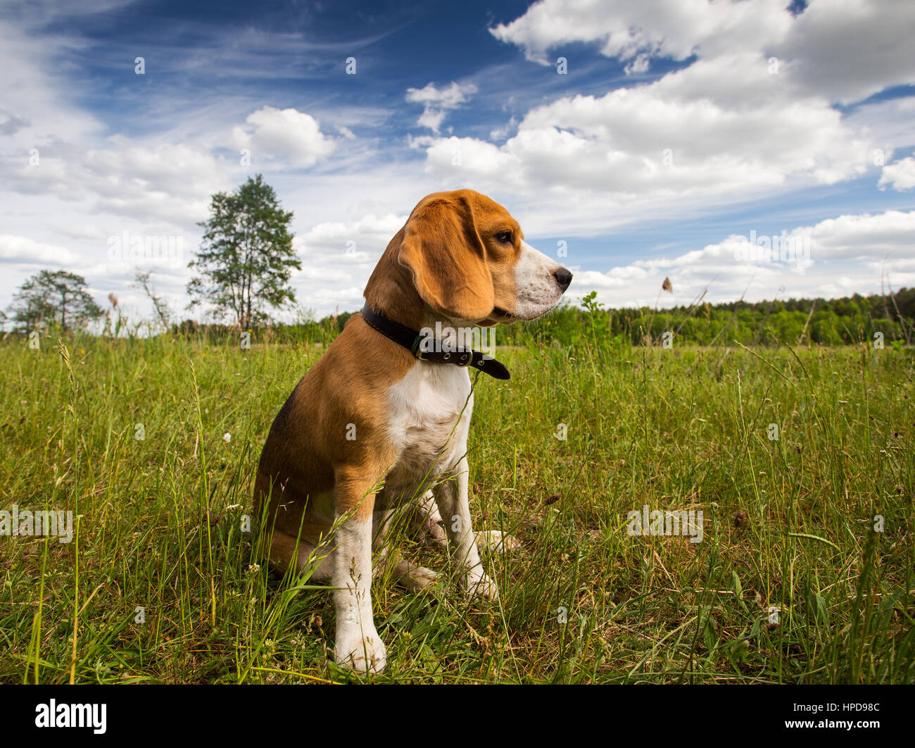 Hunt beagle hi-res stock photography and images - Alamy