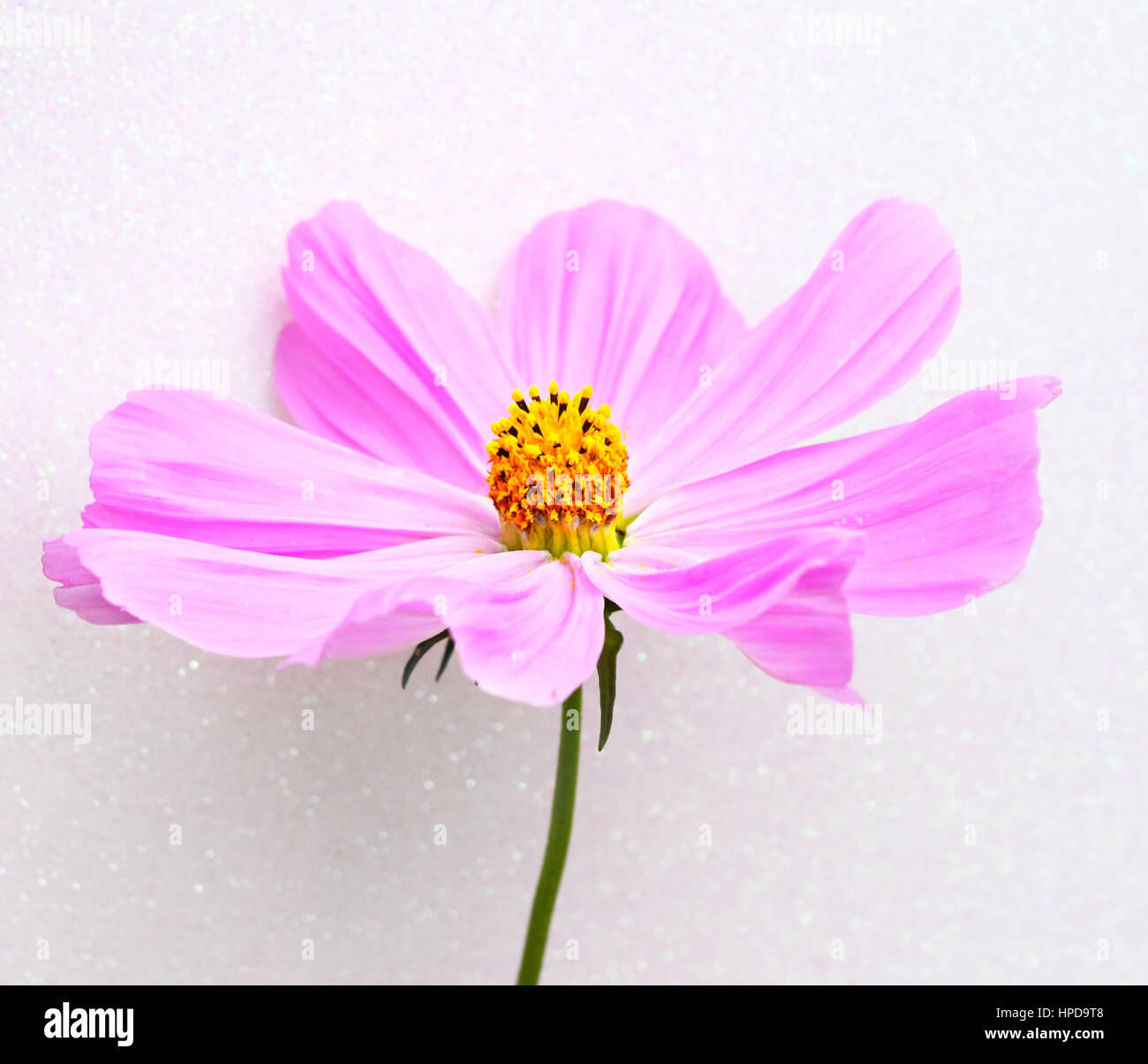 Lone pink flower hi-res stock photography and images - Alamy