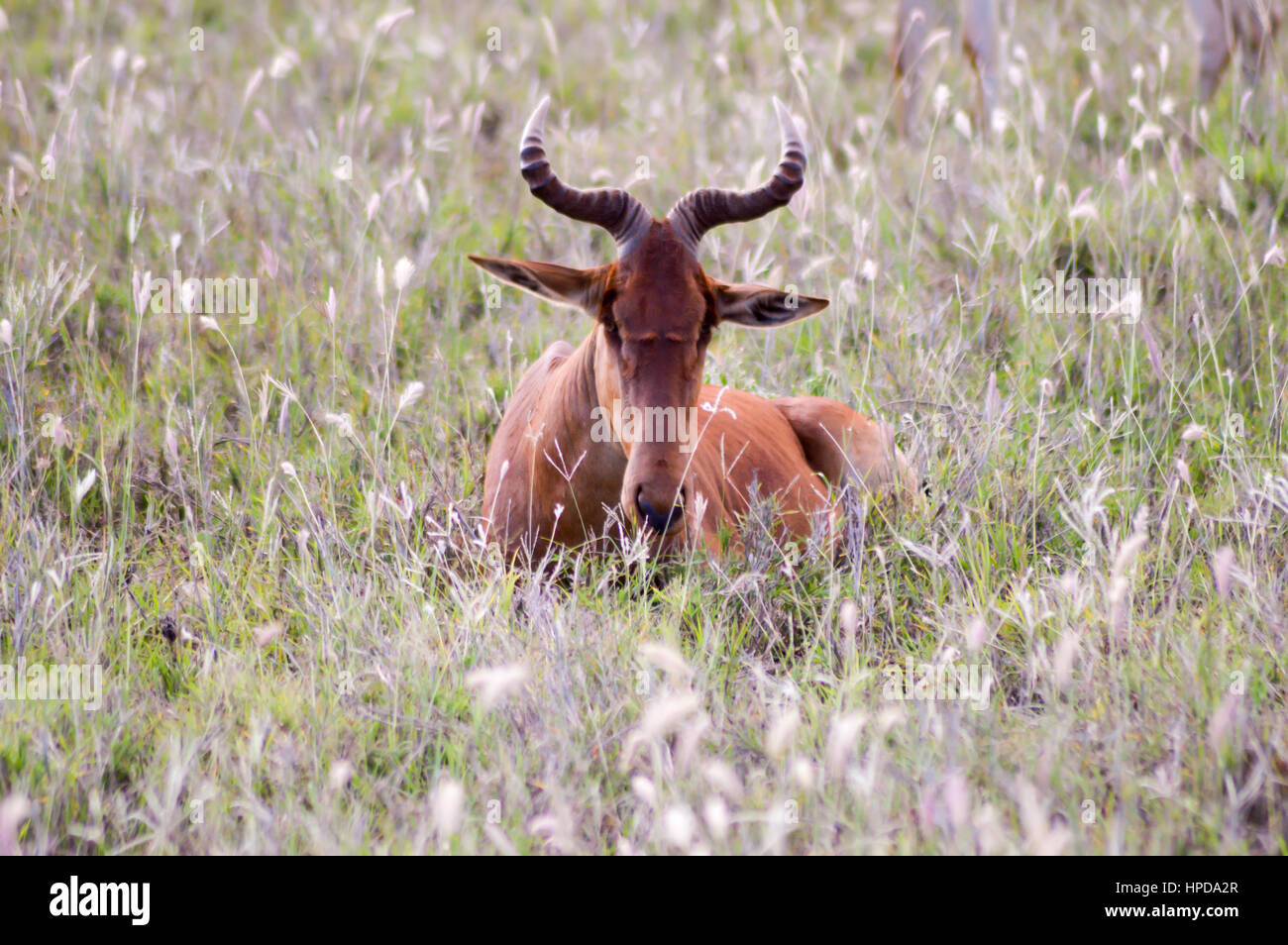 Hirola hi-res stock photography and images - Alamy