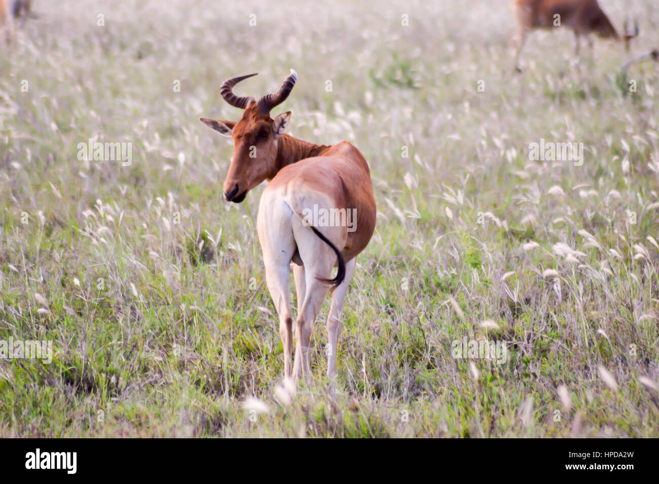 Antelope hirola kenya hi-res stock photography and images - Alamy