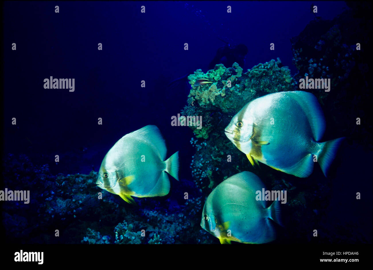 Best batfish picture hi-res stock photography and images - Alamy
