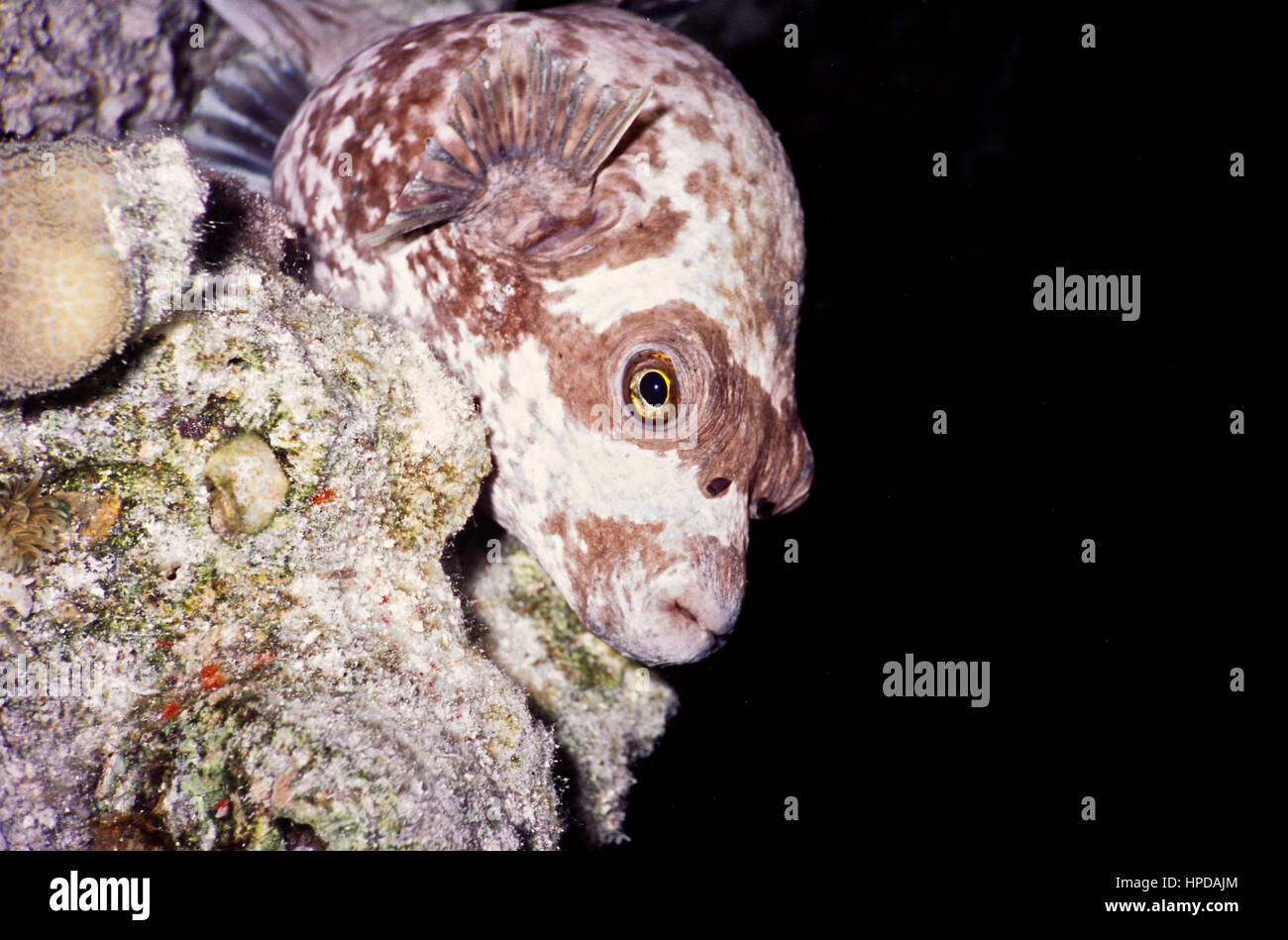 This masked pufferfish (Arothron diadematus), encountered during a ...