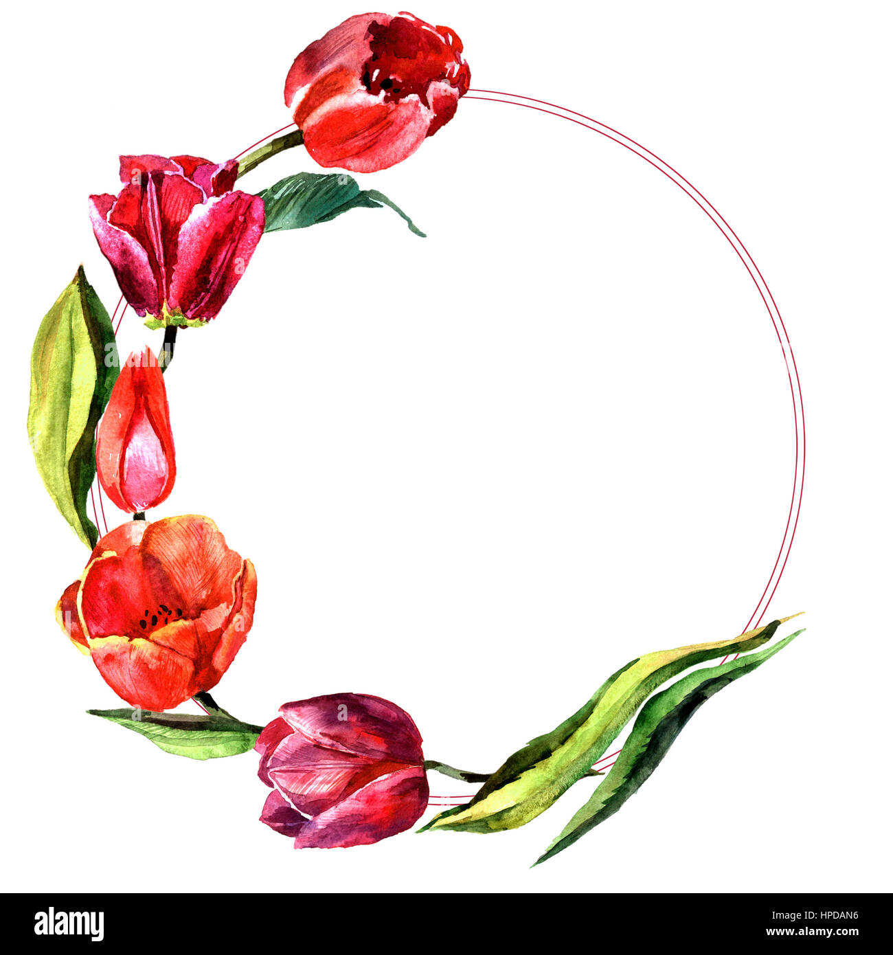 Wildflower tulip flower frame in a watercolor style isolated. Full name ...