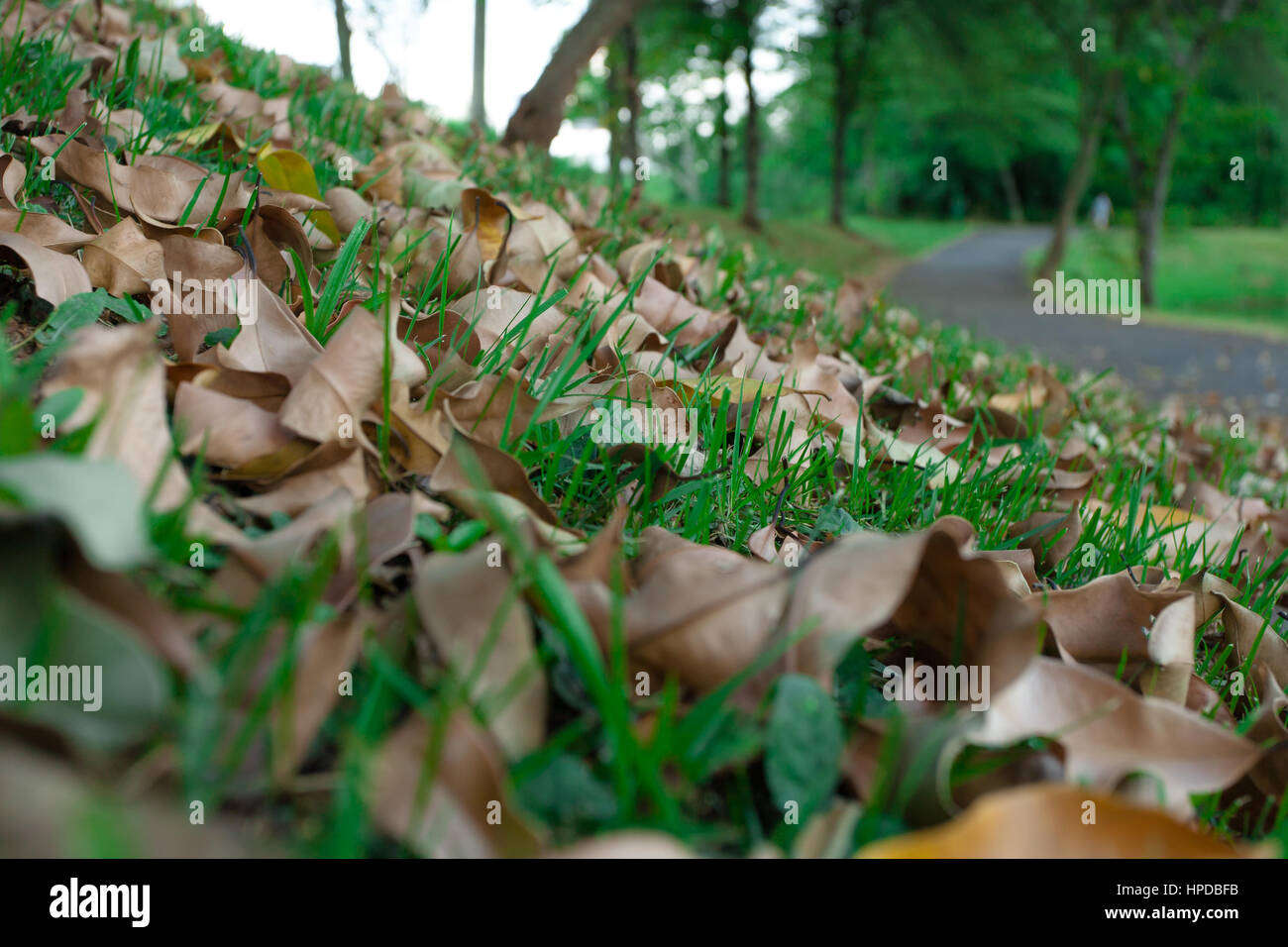 Fallen leaves on a lawn in a park Stock Photo - Alamy
