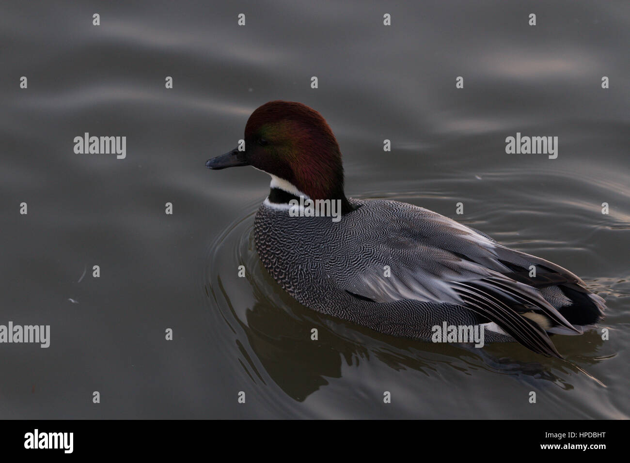 Falcated duck anas falcata hi-res stock photography and images - Alamy
