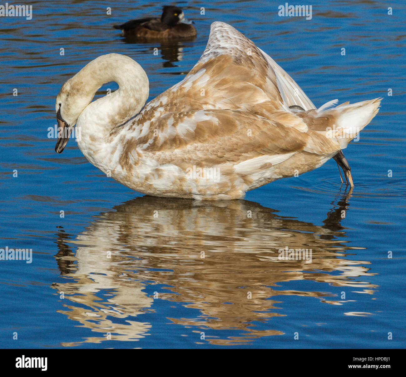 Bewick Swan at Slimbridge Stock Photo - Alamy