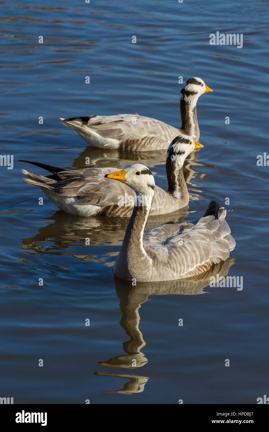Three Bar-Headed Geese at Slimbridge Stock Photo - Alamy