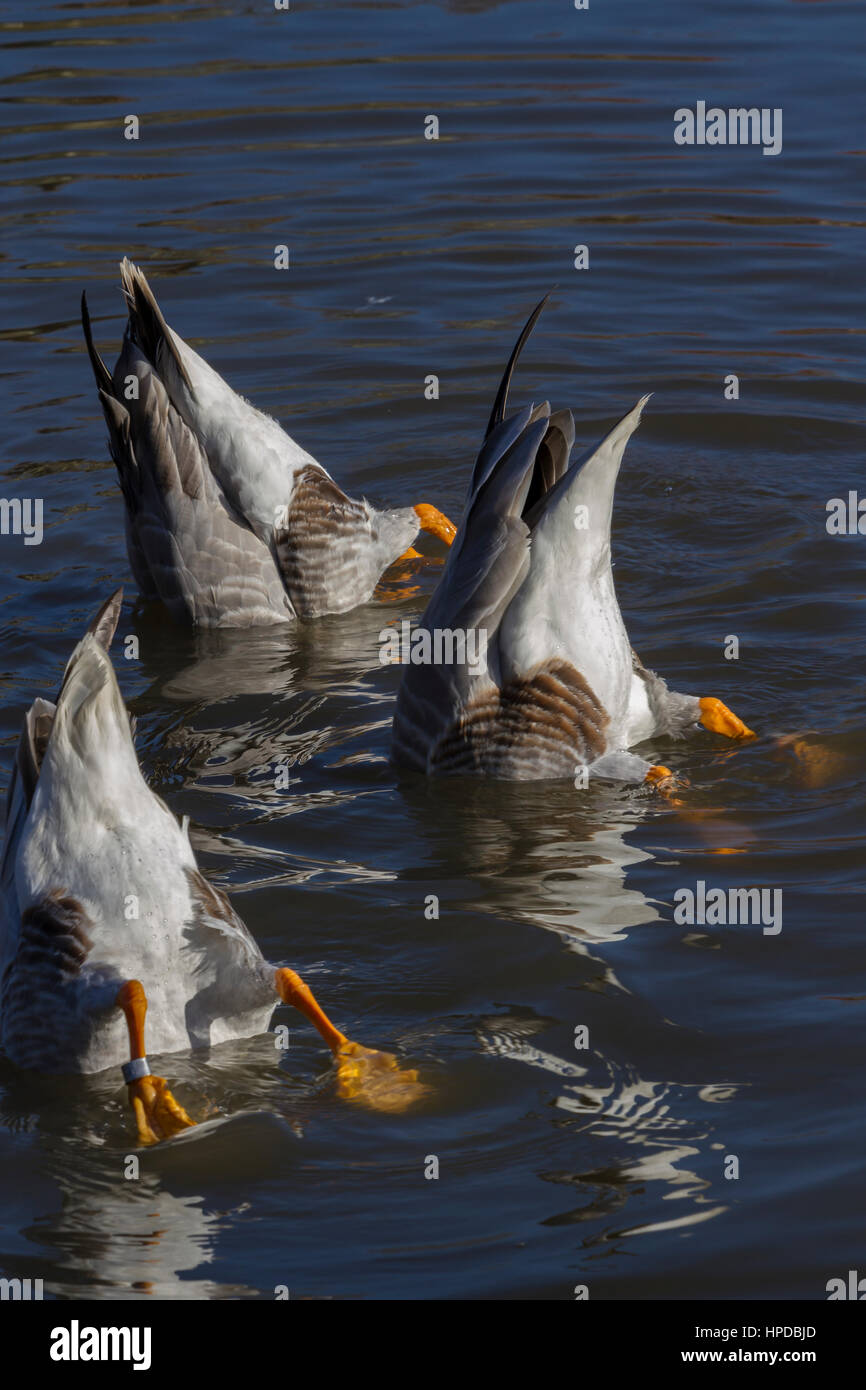 Three Bar-Headed Geese searching for food at Slimbridge Stock Photo - Alamy
