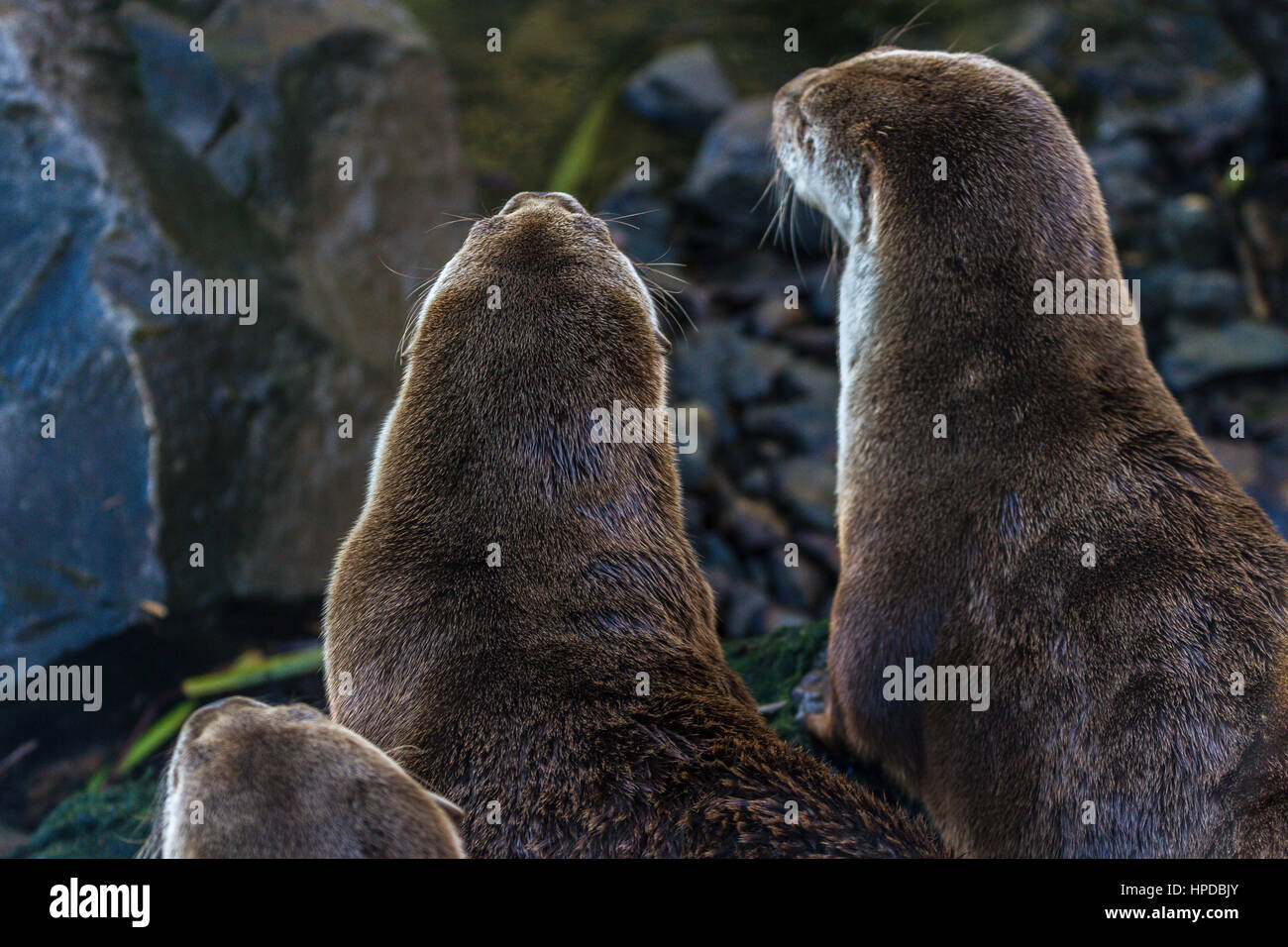 North American River Otters High Resolution Stock Photography and ...