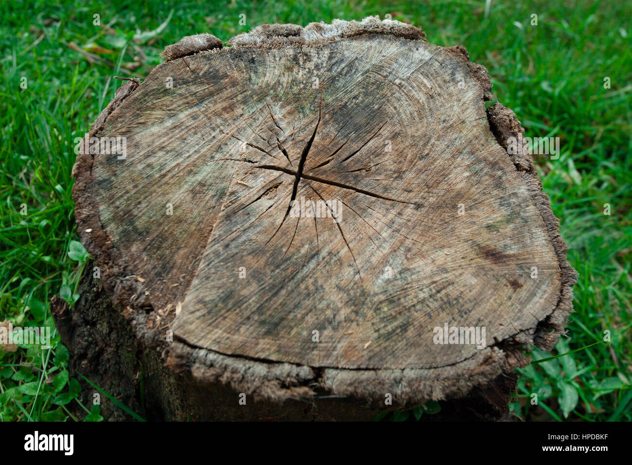 Tree lawn trunk hi-res stock photography and images - Alamy