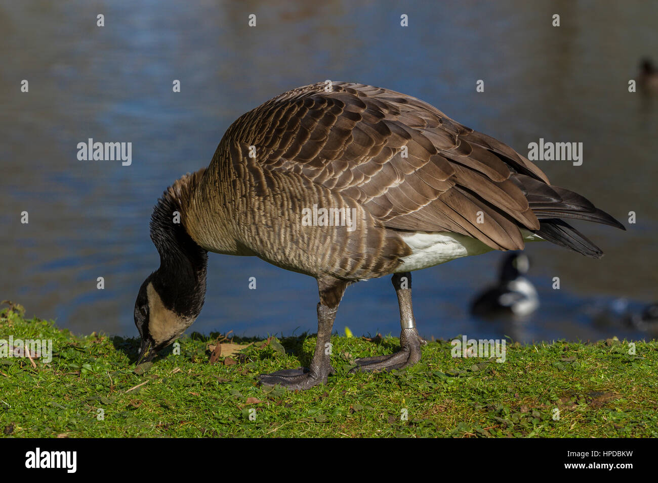 Richardsons hi-res stock photography and images - Alamy