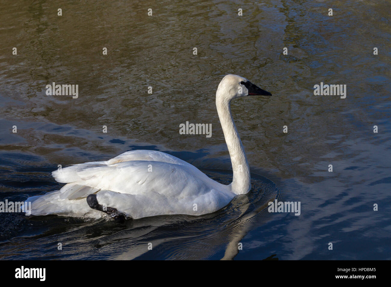 Trumpeter Swan at Slimbridge Stock Photo - Alamy