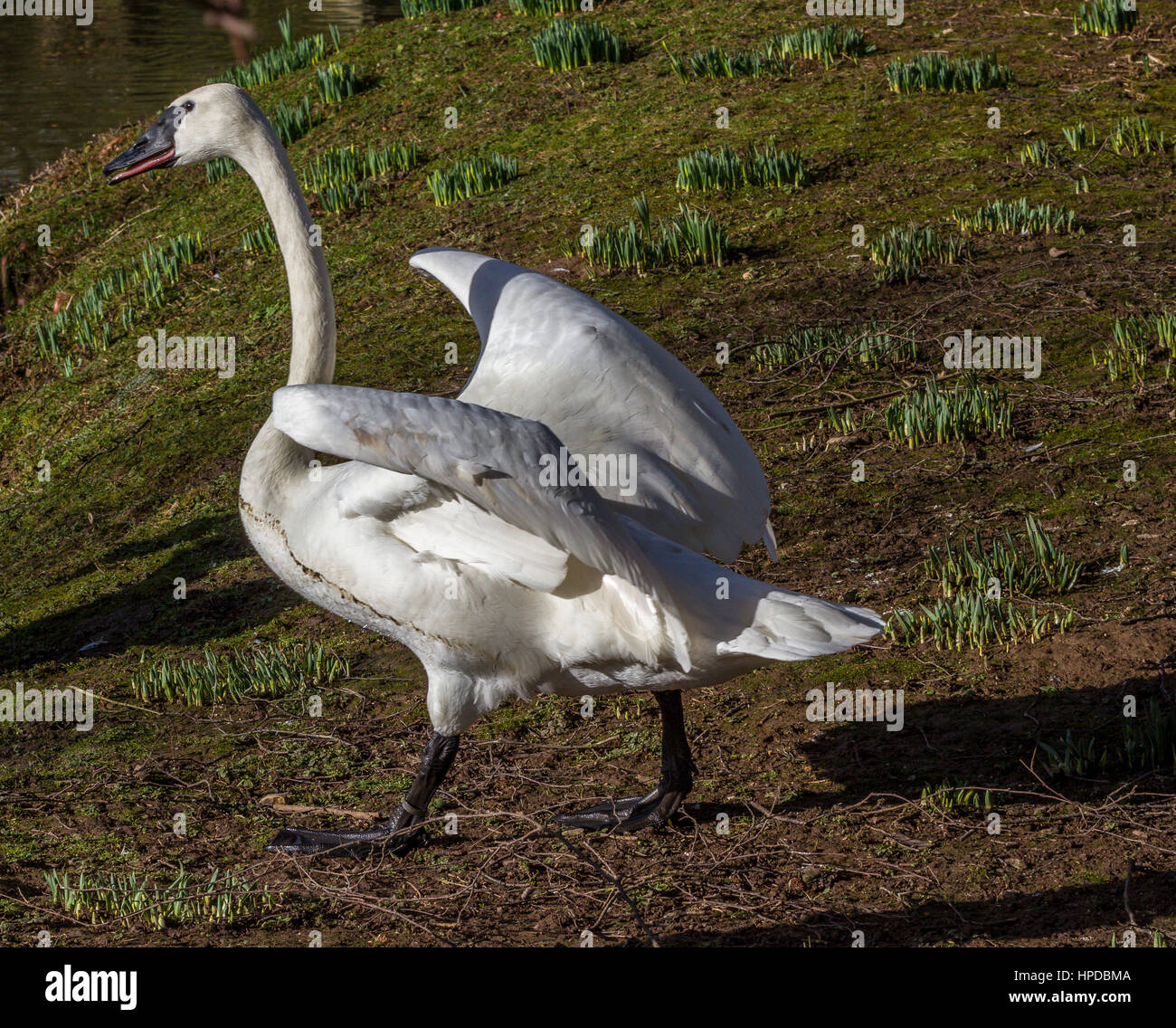 Trumpeter Swan at Slimbridge Stock Photo - Alamy