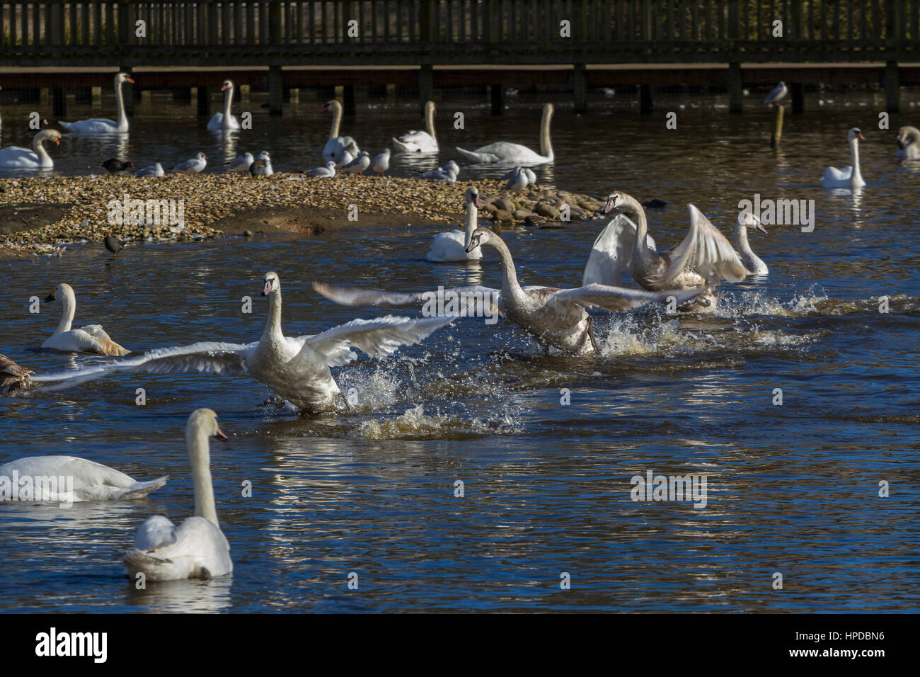 Mute Swans running on the main lake at Slimbridge Stock Photo - Alamy