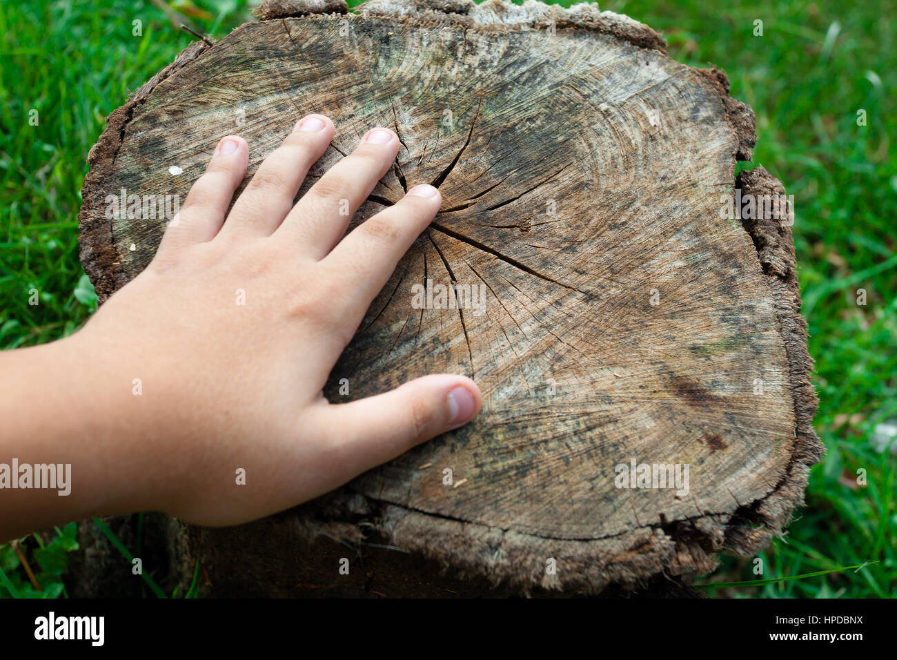 Hand of a child stroking a log cut on a lawn Stock Photo - Alamy