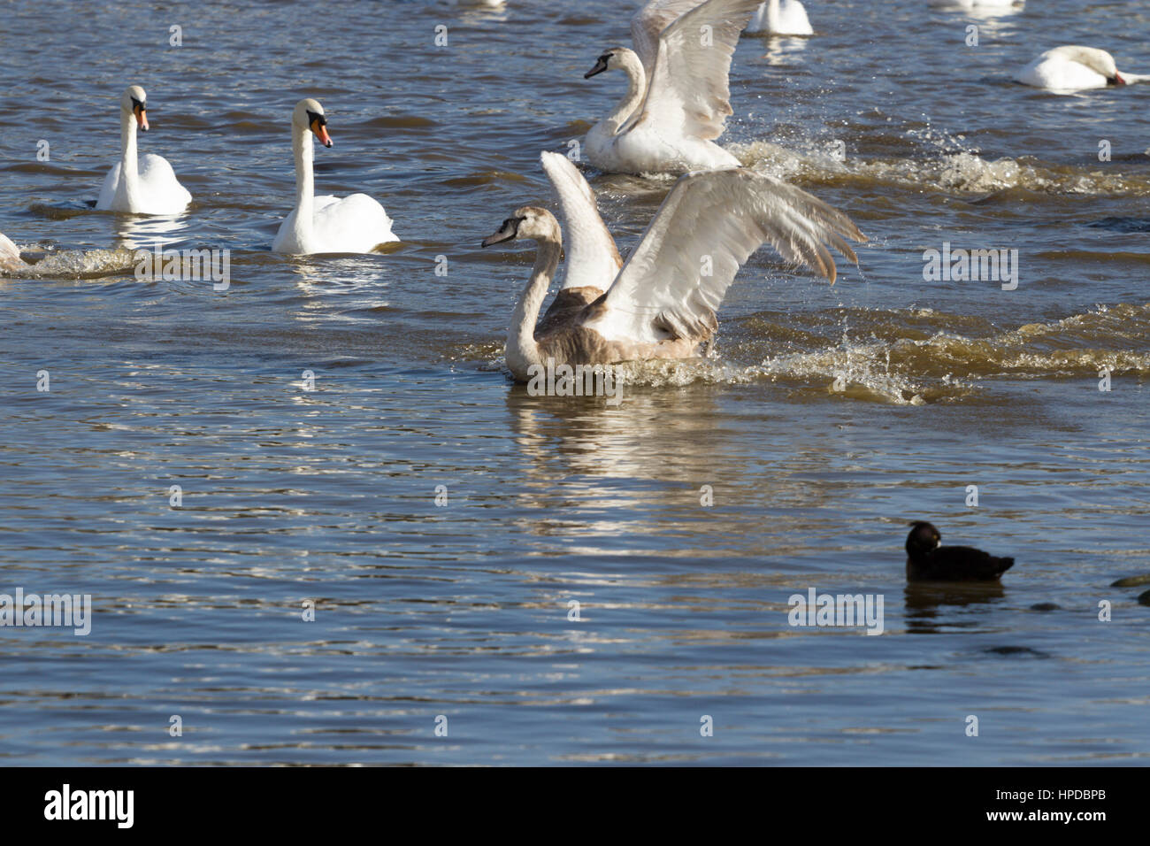 Mute Swans running on the main lake at Slimbridge Stock Photo - Alamy