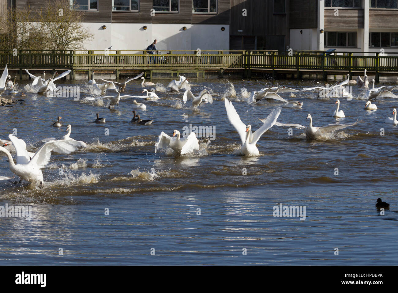 Mute Swans running on the main lake at Slimbridge Stock Photo - Alamy