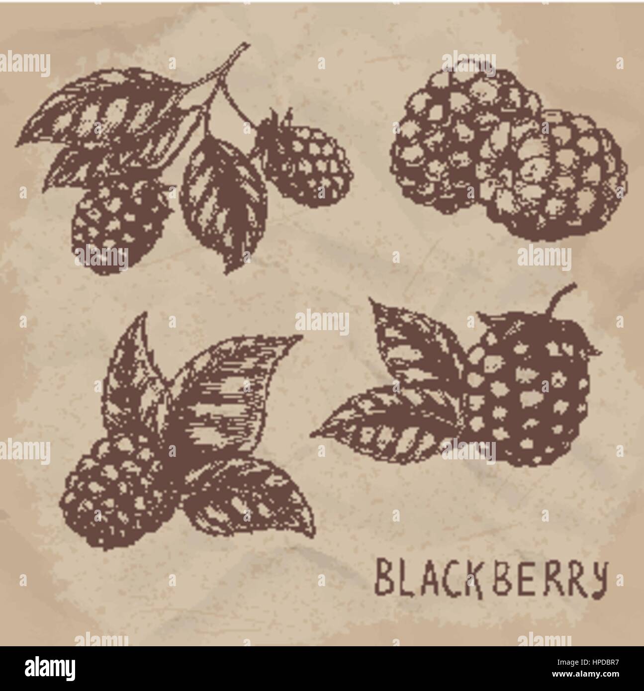 Illustration set of drawing blackberry raspberry. Hand draw ...
