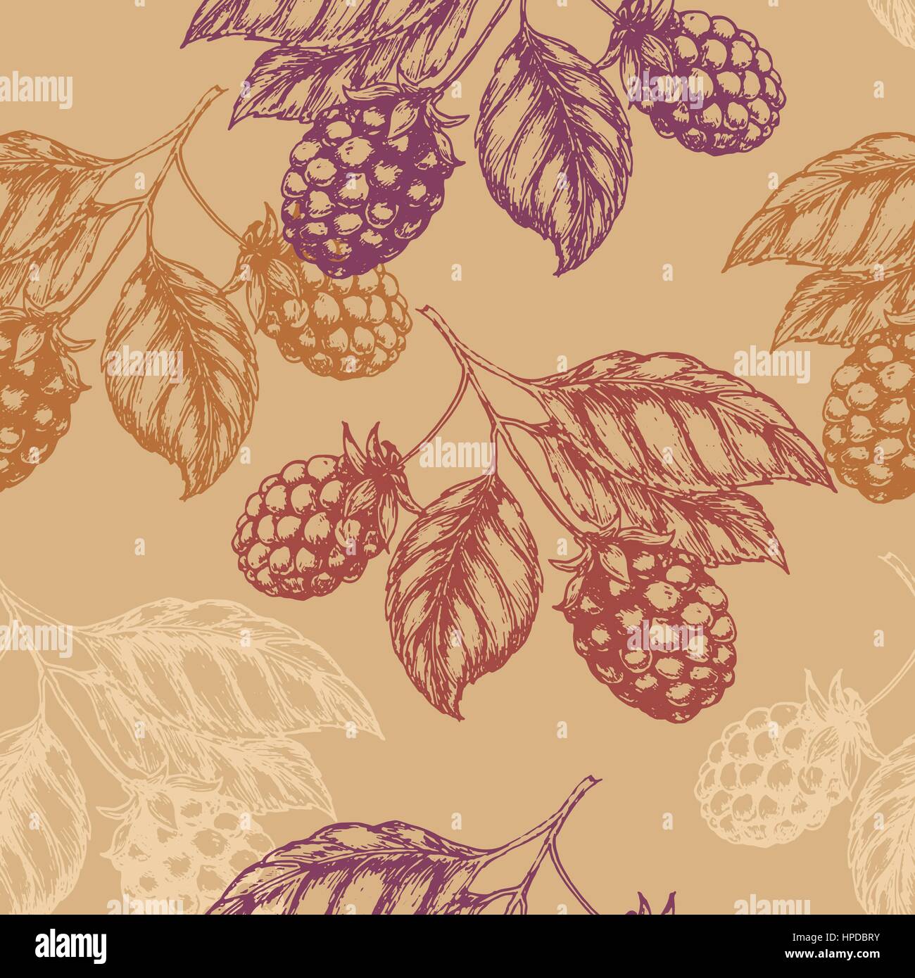 Vintage raspberry Stock Vector Images - Alamy