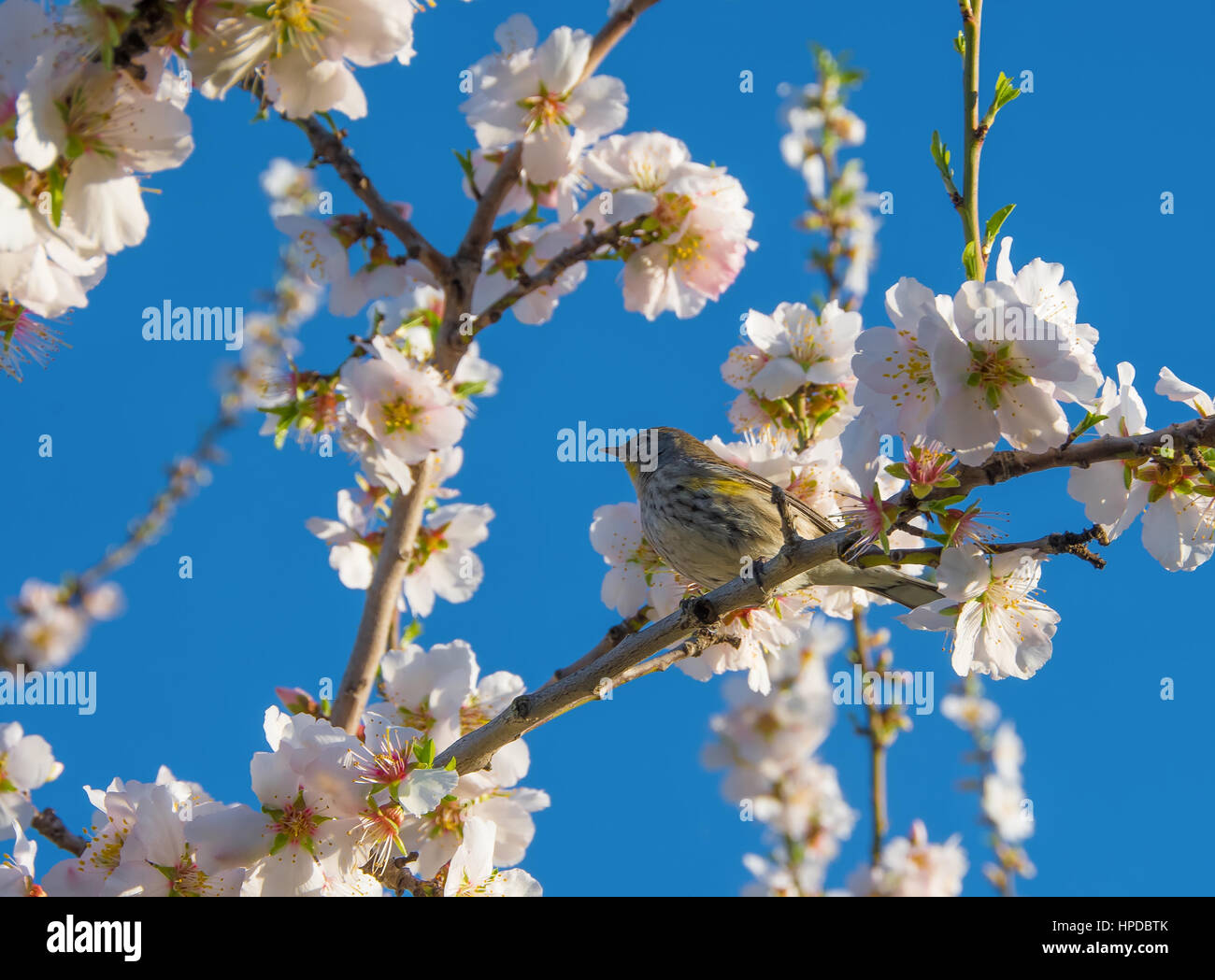 Small american bird, Yellow-rumped Warbler, Setophaga coronata, female ...
