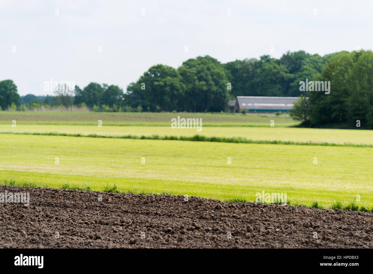 typical dutch agricultural landscape with fields and meadows Stock ...