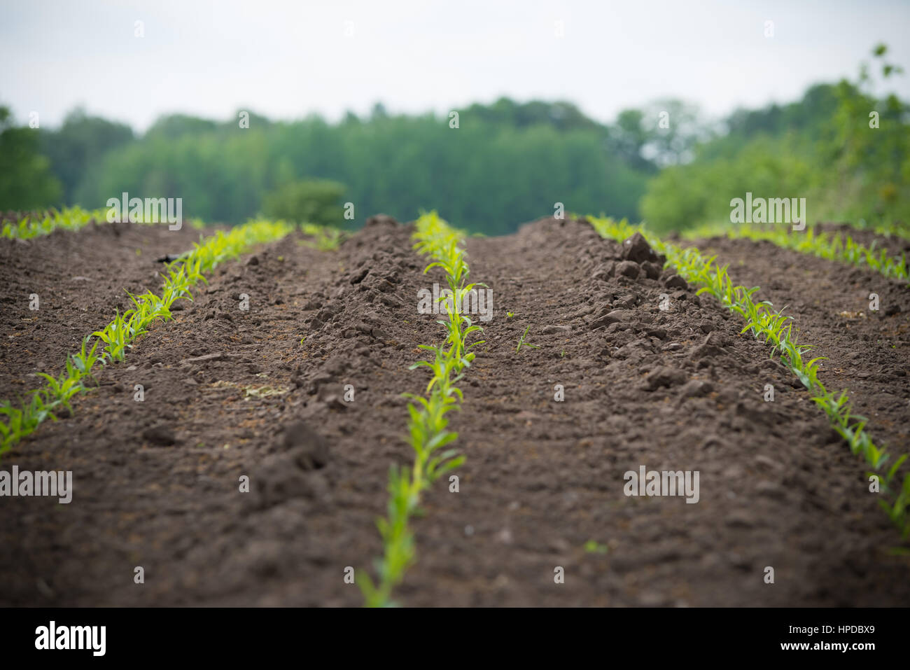 Green young corn foliage hi-res stock photography and images - Alamy