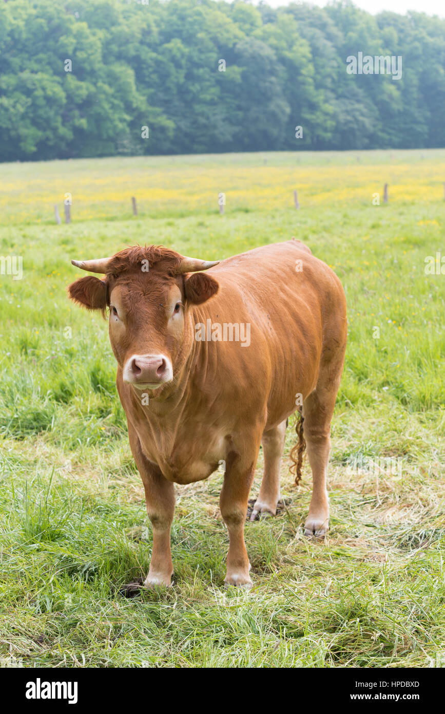 limousine cow in a dutch meadow Stock Photo - Alamy