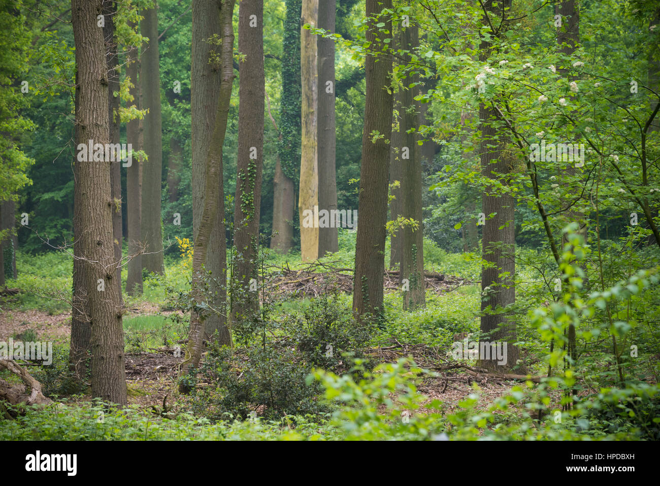 deciduous forest in spring time Stock Photo - Alamy