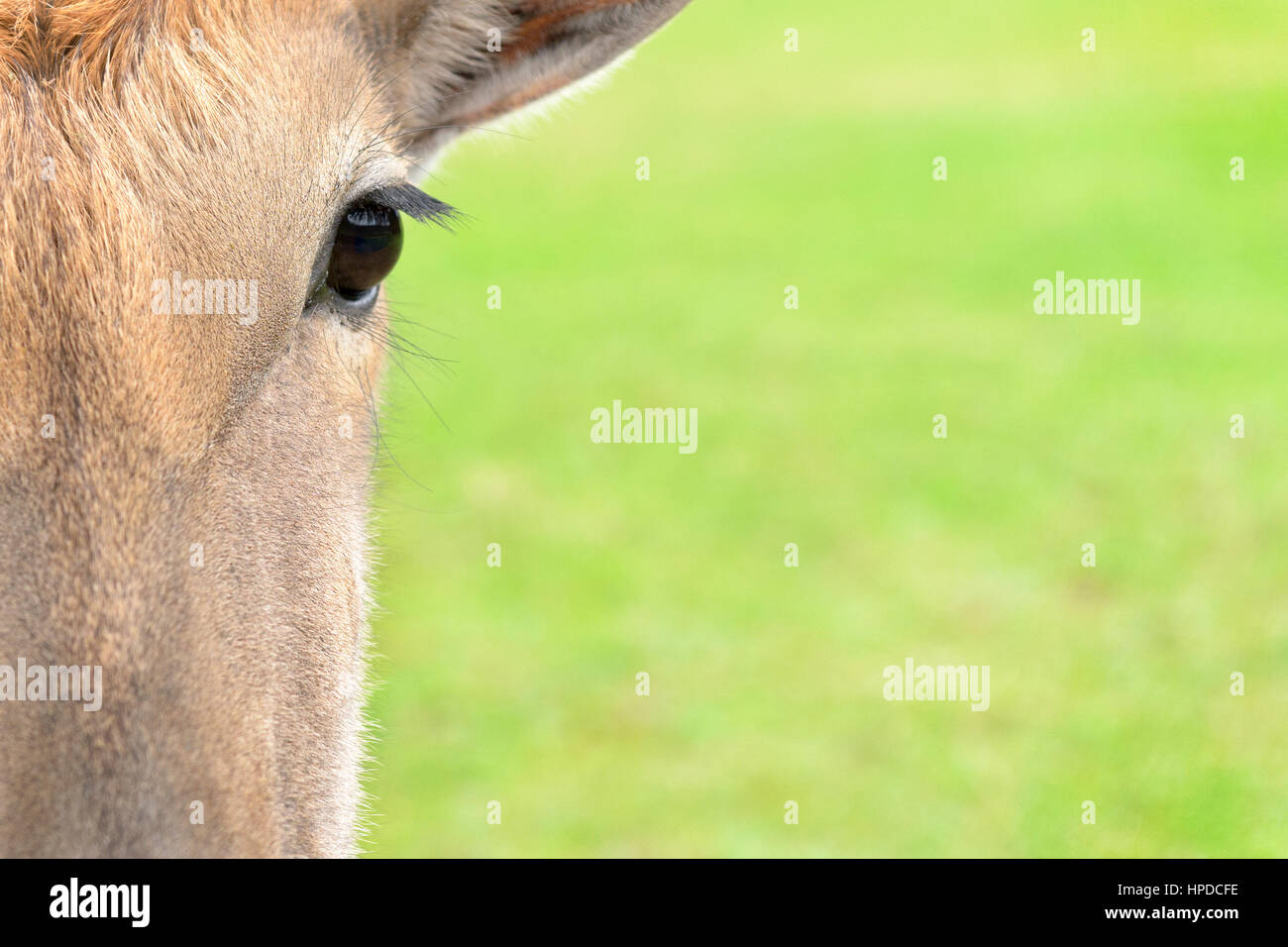 Funny antelope hi-res stock photography and images - Alamy