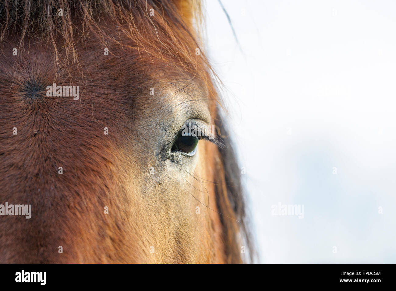 Portrait, close up, from a horse, Haute Marne, France Stock Photo - Alamy