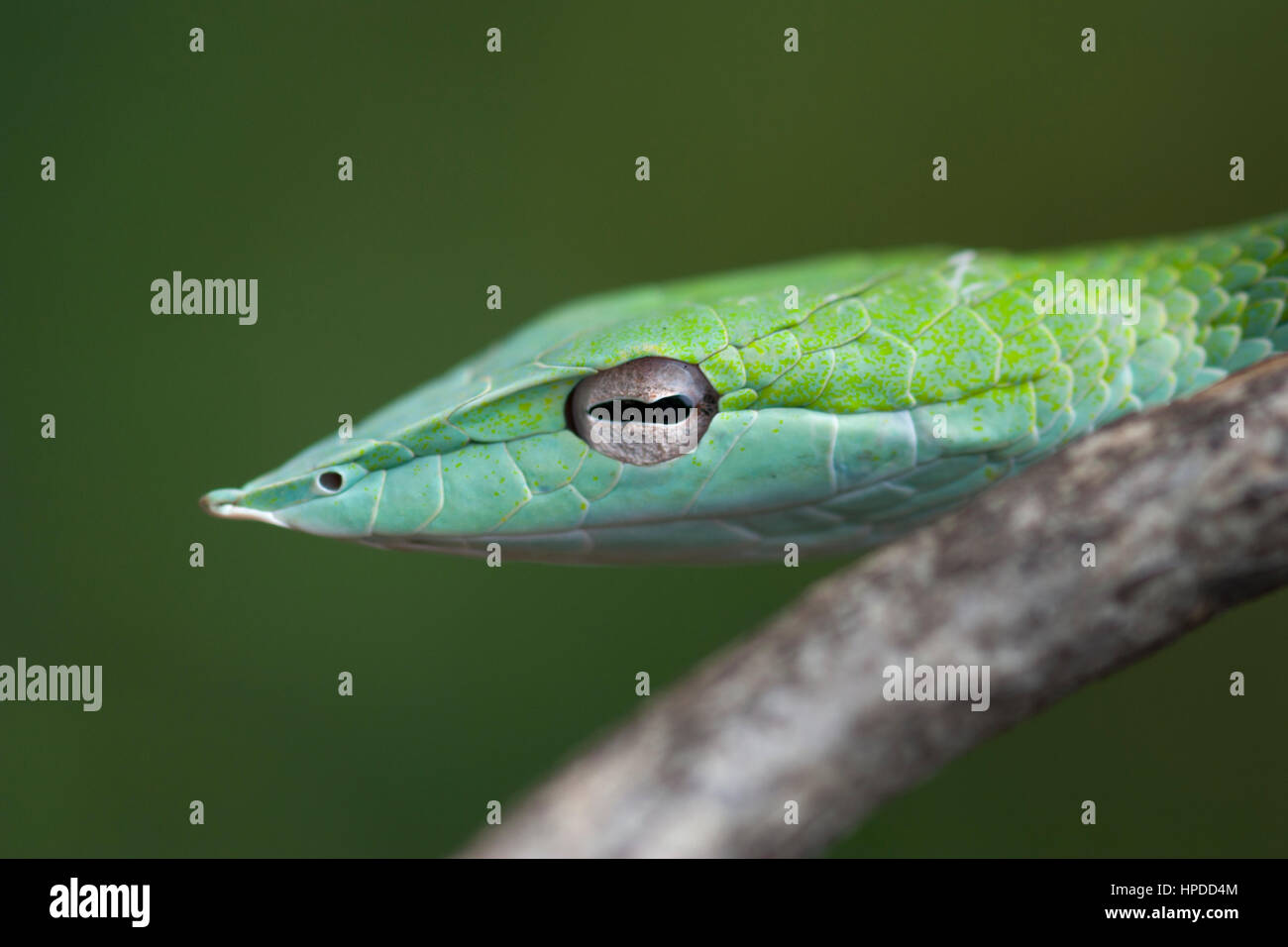 Slender green snake hi-res stock photography and images - Alamy