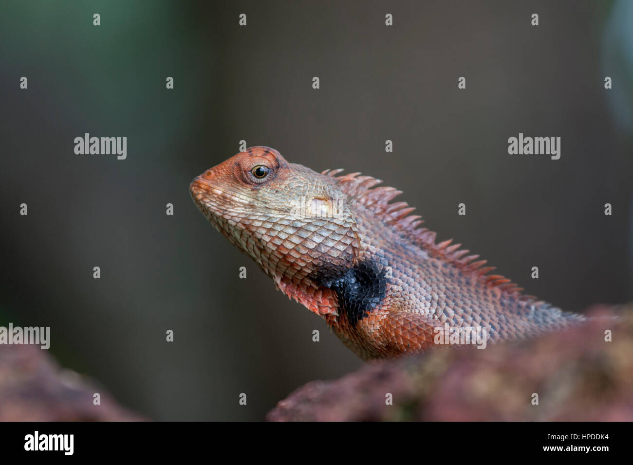 Lizard breeding season hi-res stock photography and images - Alamy
