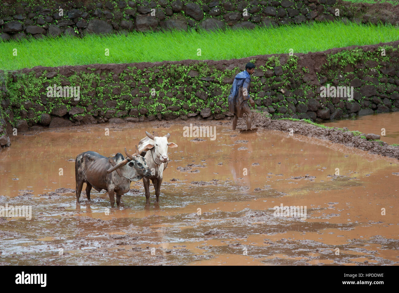 Rice paddy preparation hi-res stock photography and images - Alamy