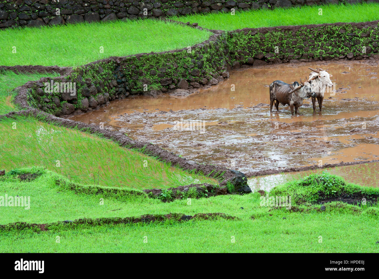 Paddy field in rain hi-res stock photography and images - Alamy