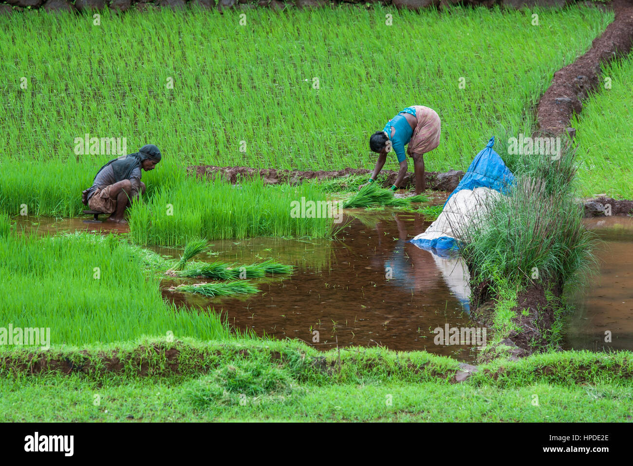 Wet Rice Cultivation High Resolution Stock Photography and Images - Alamy